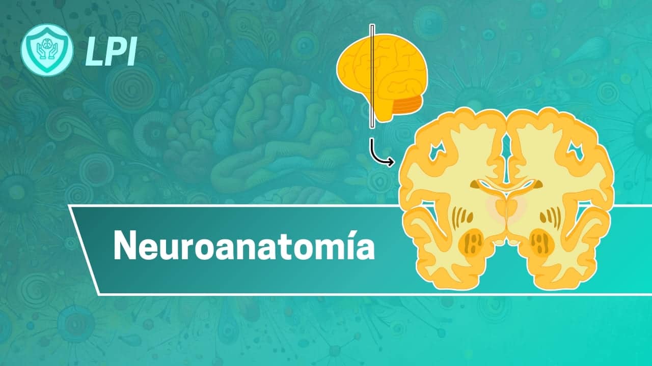 Neuroanatomía – UDEL Universidad